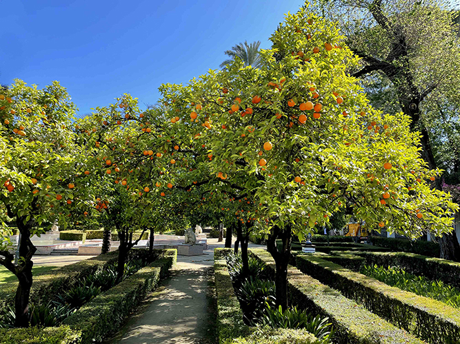 The Essence of Spring in Sevilla - Northwest Horticultural Society ...