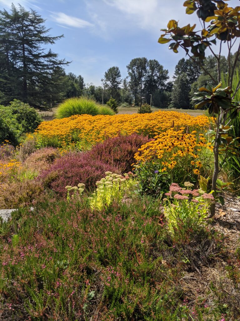 Plant ID Walk with Michelle Rau - Morning Session - SOLD OUT ...