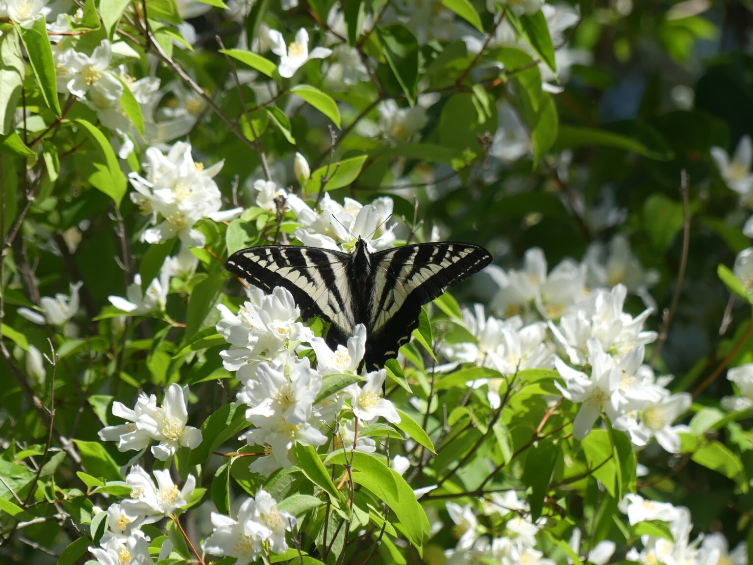 The Beauty in Biodiversity: Gardening with Pacific Northwest Native ...