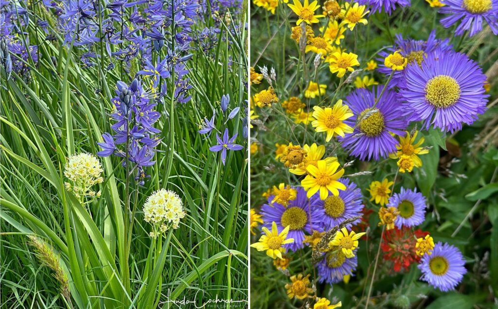 Using Native Plants in the Garden: How to Grow, Obtain and Design with ...