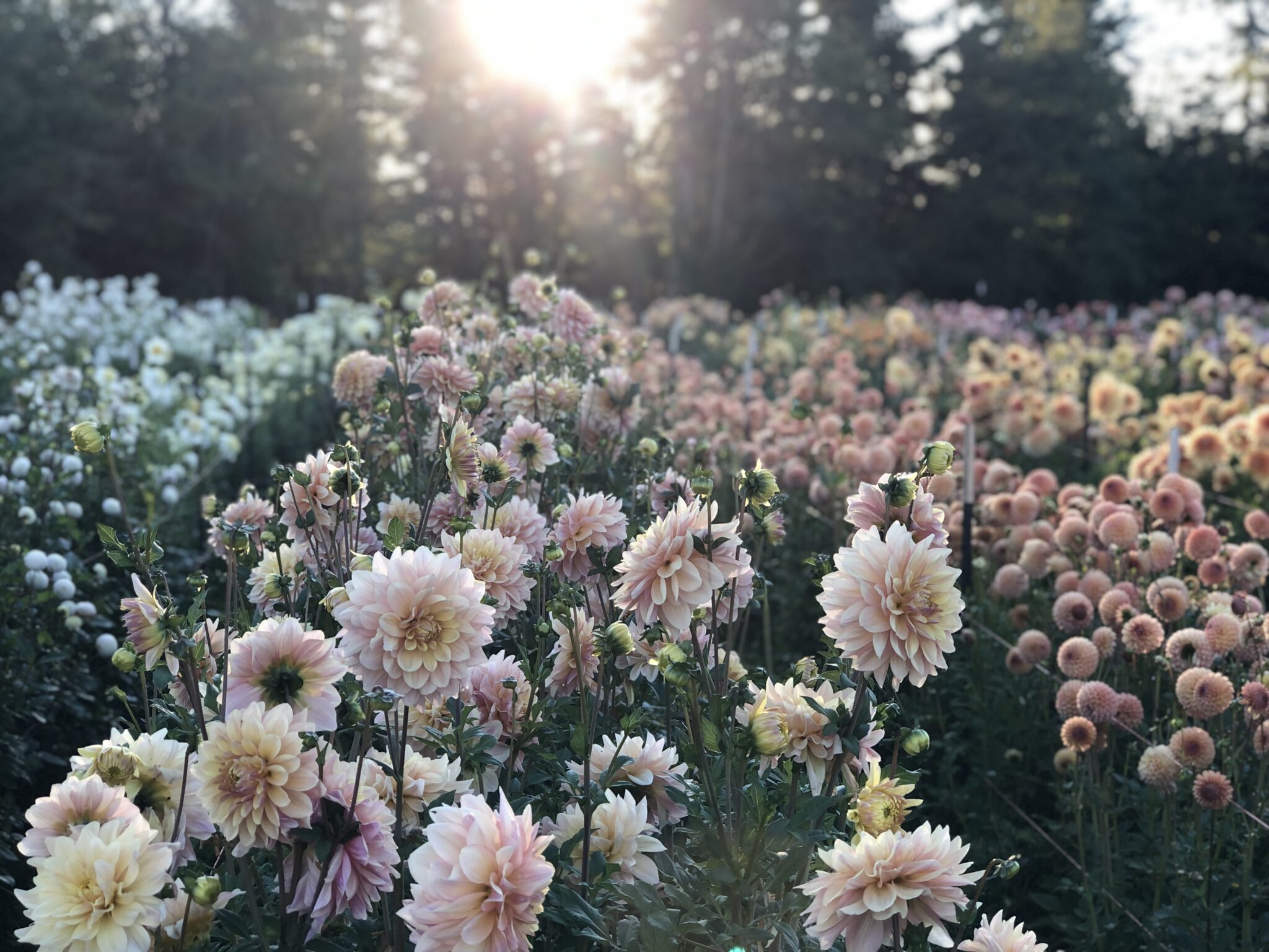 Tour of Farmhouse Flower Farm in Stanwood - Northwest Horticultural ...