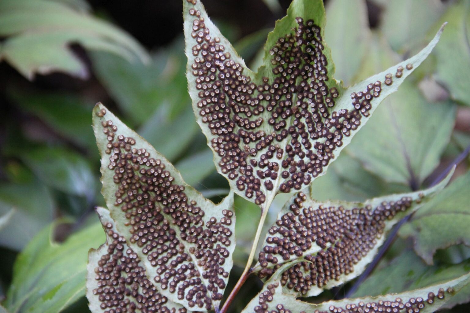 Sex Lives of Plants with Heronswood’s Dr. Ross Bayton - Northwest ...