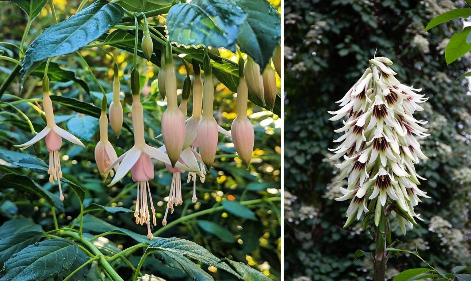 Perfect Plants for the Shade Garden at Heronswood with Dr. Ross Bayton ...