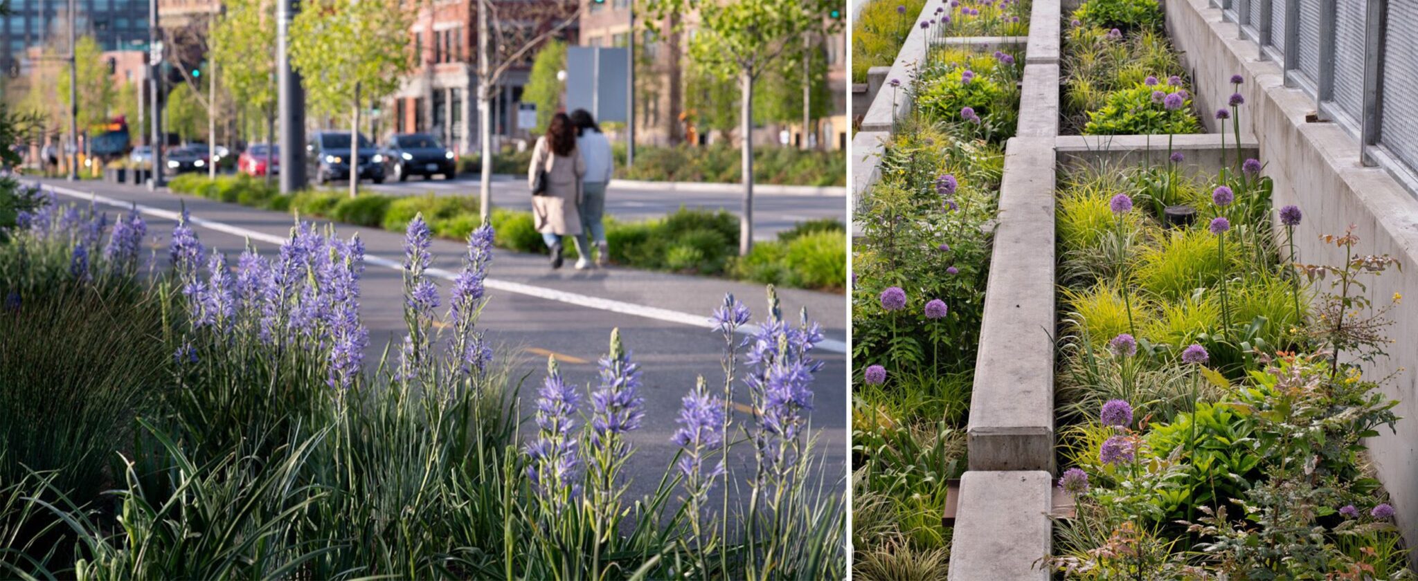 Delving into the Plantings of Seattle's New Waterfront Park with ...