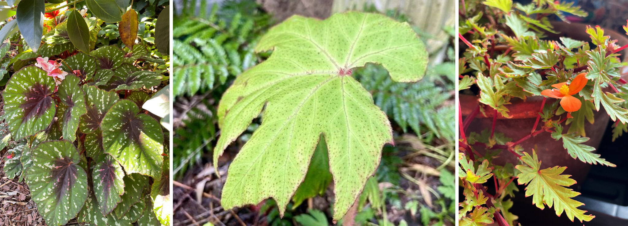 Hardy Begonias: Secrets to Success with Ann Amato - Northwest ...